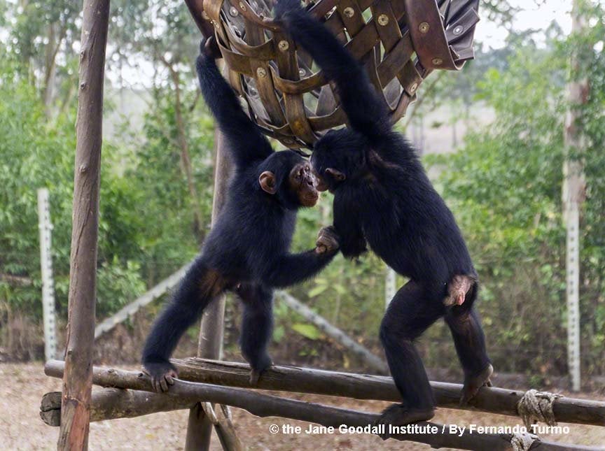 When Monkeys Grow Up... | Monkey 47 – Schwarzwald Dry Gin