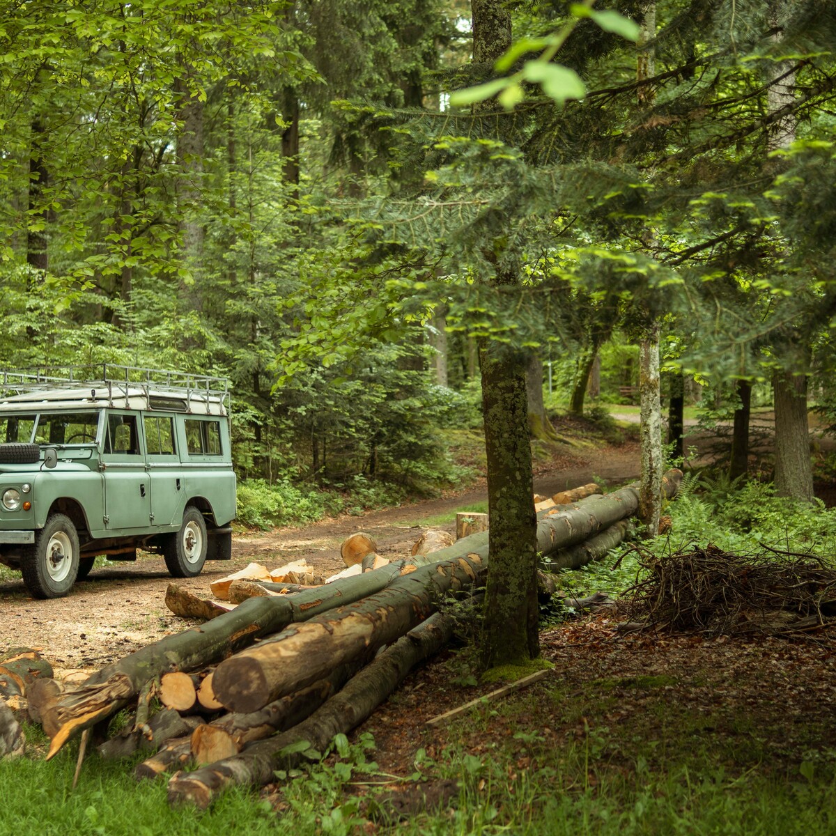 On the hunt for Spruce Shoots - Black Forest | Monkey 47 – Schwarzwald ...